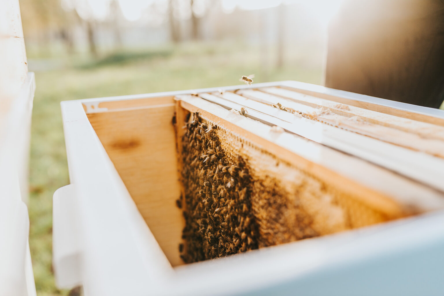 Beekeeping Workshops -- Business Garden - An innovative office complex ...